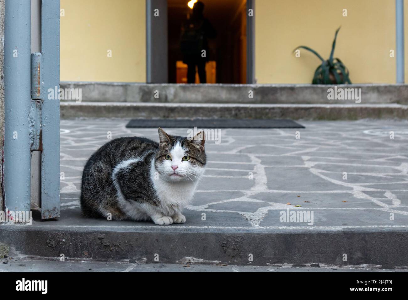 Brown stray cat sitting on the concrete in front of the house. Animal ...