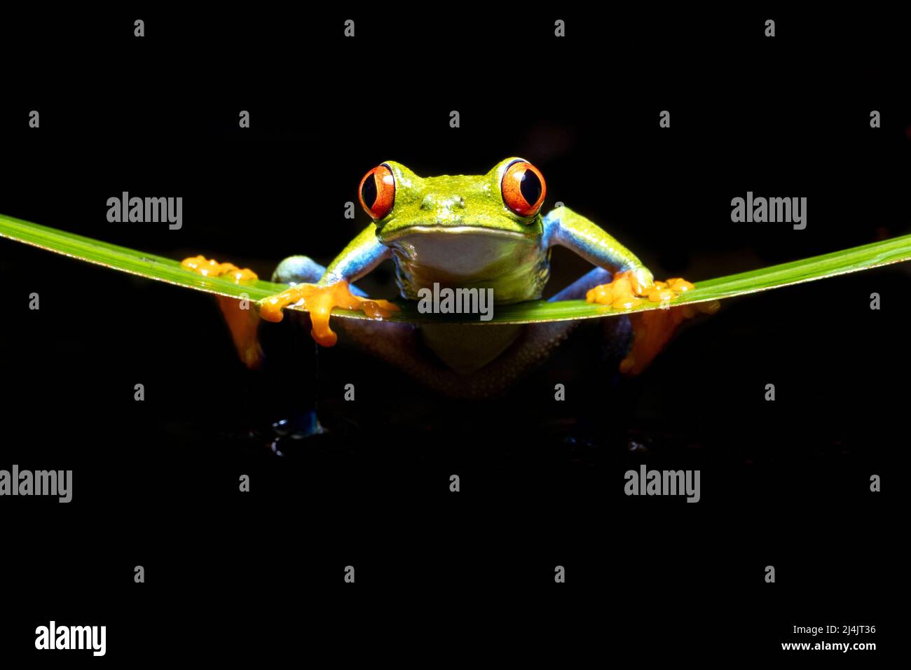 Head-on view of red-eyed tree frog (Agalychnis callidryas) - Boca ...