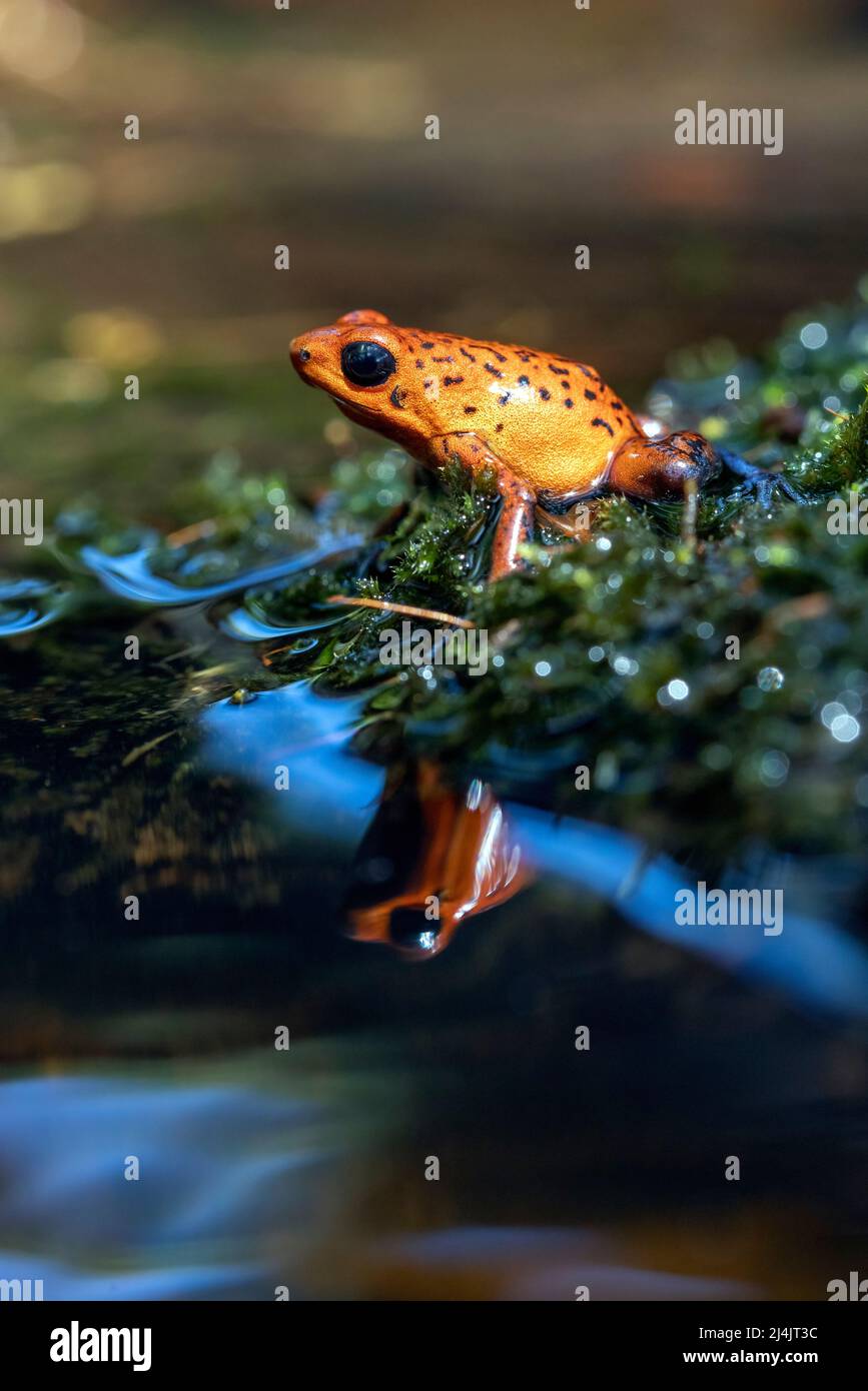 Frog blue dart frog hi-res stock photography and images - Alamy