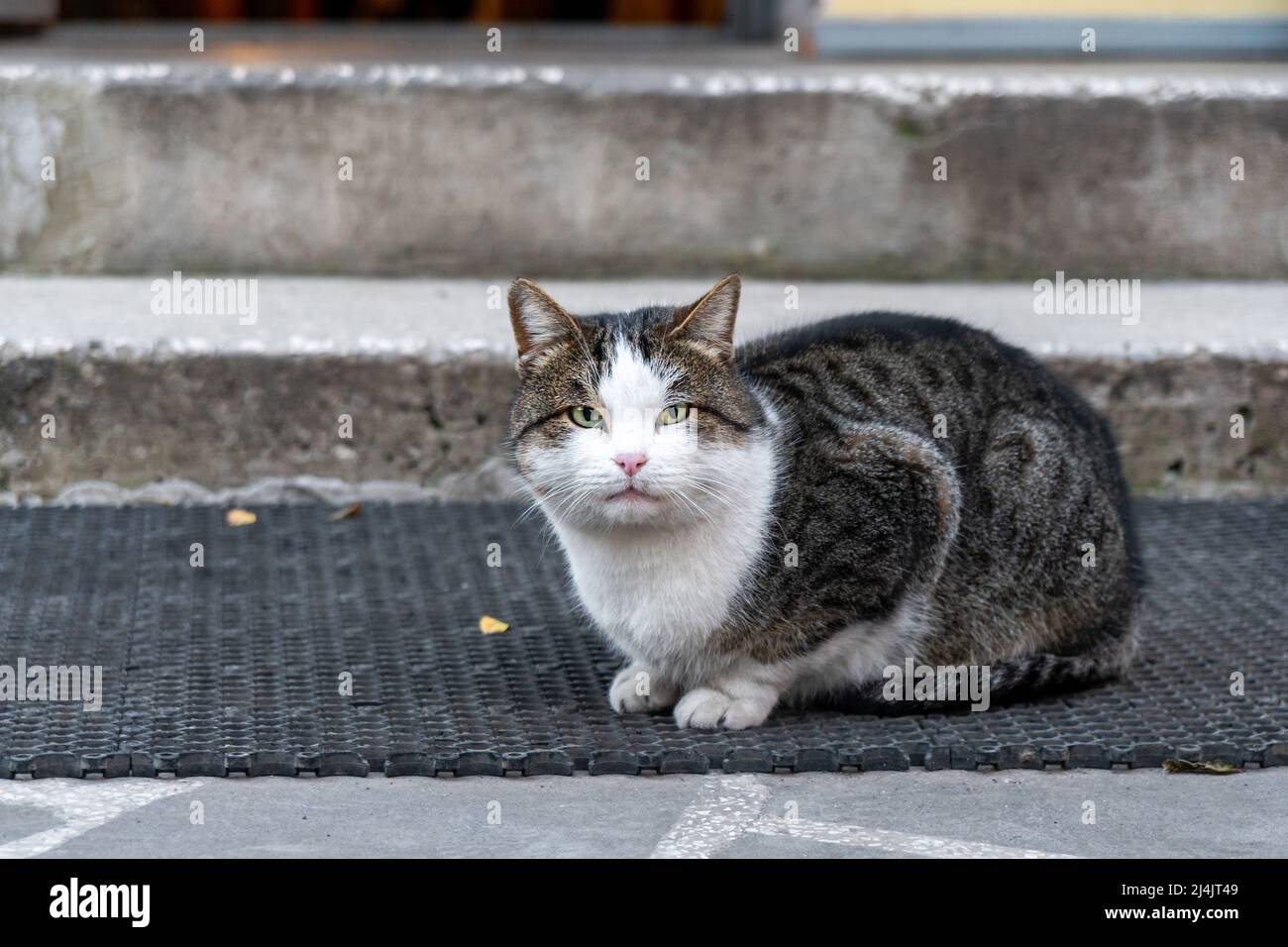 Brown stray cat sitting on the concrete in front of the house. Animal ...