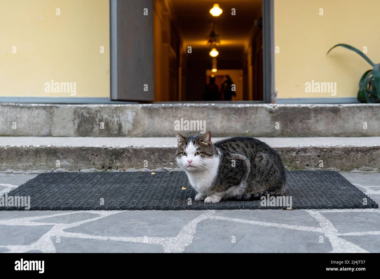 Brown stray cat sitting on the concrete in front of the house. Animal ...