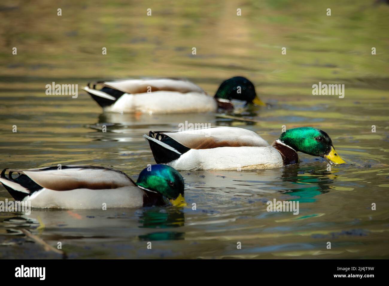 a duck and two friends swimming in the water Stock Photo - Alamy