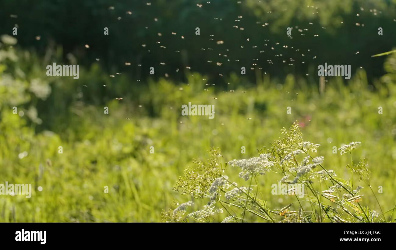 Bug bugs insect insects mosquitoes hi-res stock photography and images ...