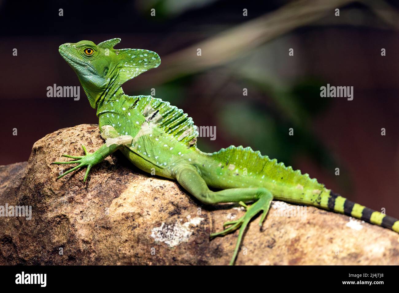 Green Basilisk or Plumed Basilisk (Basiliscus plumifrons) male - La ...
