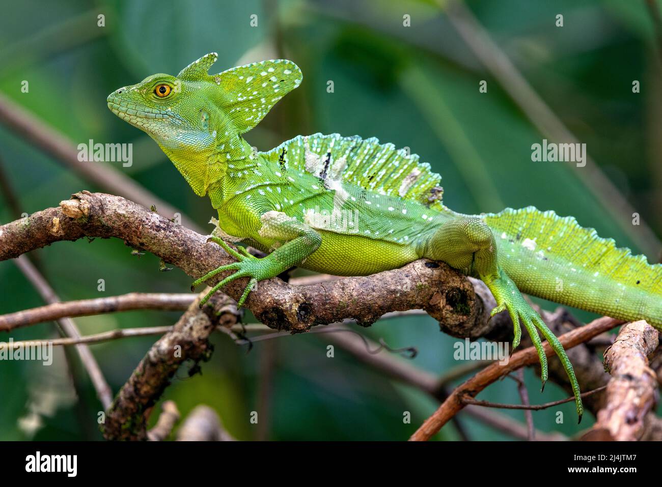 Green Basilisk or Plumed Basilisk (Basiliscus plumifrons) male - La ...
