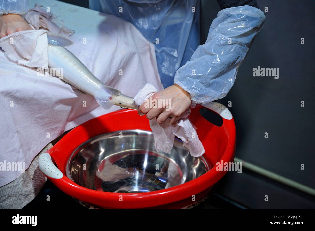 At an indoor fishery: female workers hands extracting sturgeon caviar ...