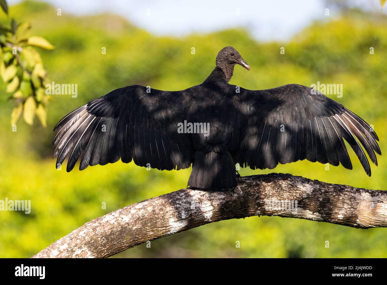 Black vulture (Coragyps atratus) with wings spread - La Laguna del ...