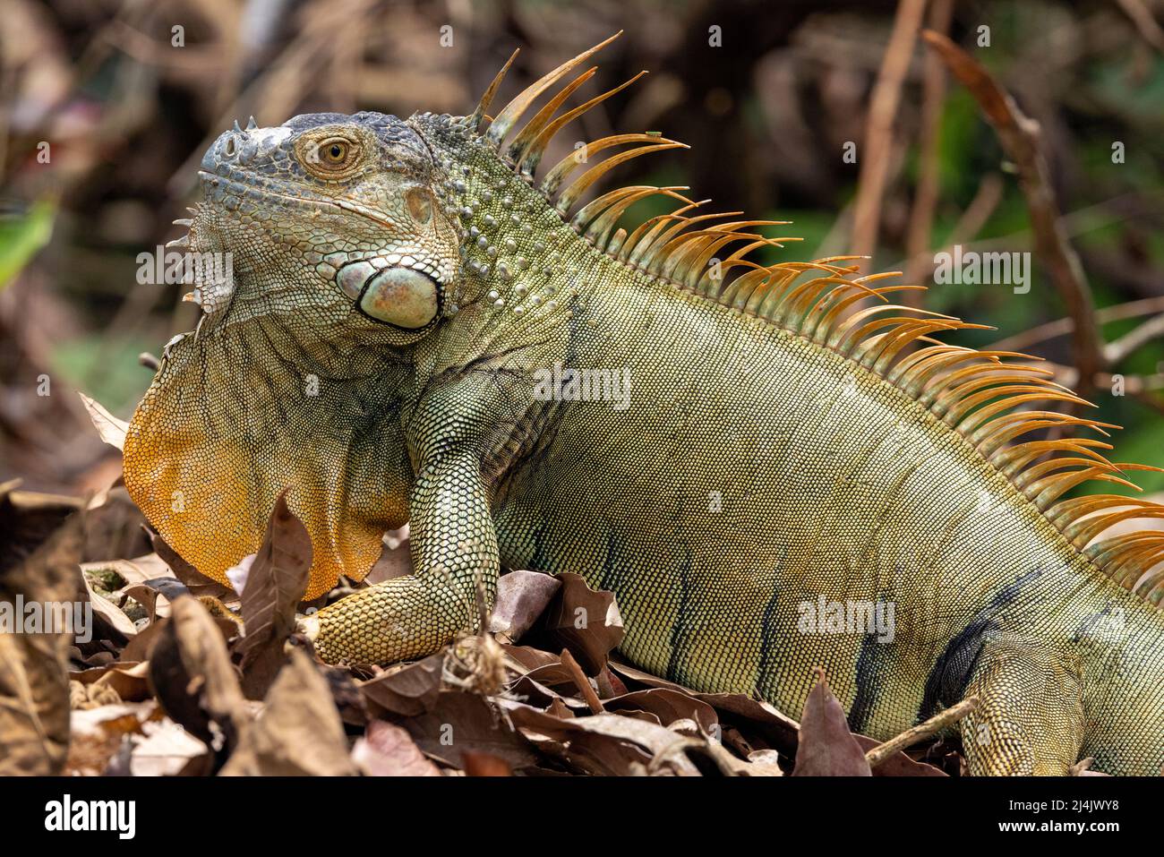 Big male Green Iguana (Iguana iguana) displaying spines and dewlap - La ...