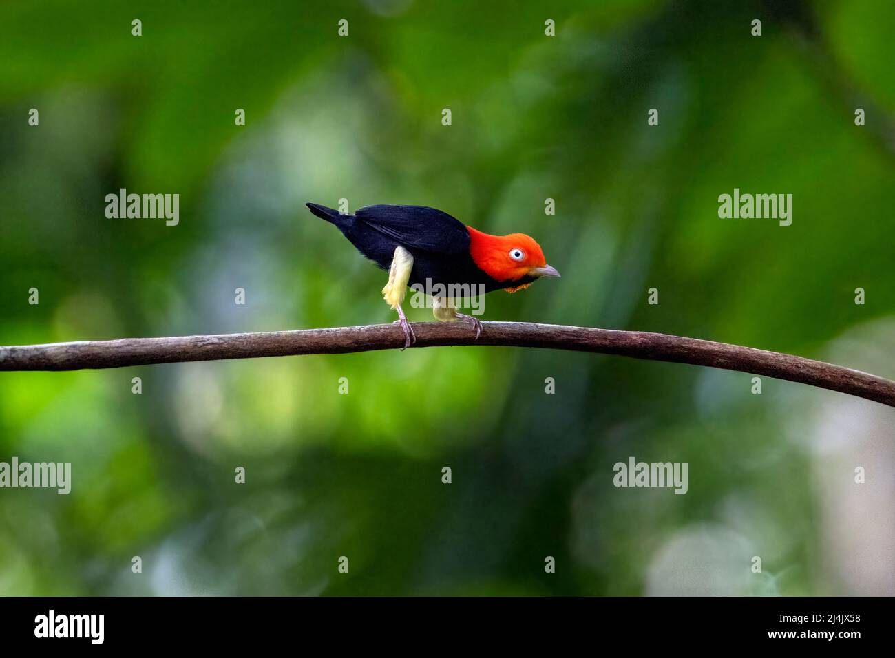 Red-capped manakin (Ceratopipra mentalis) male performing moonwalk ...