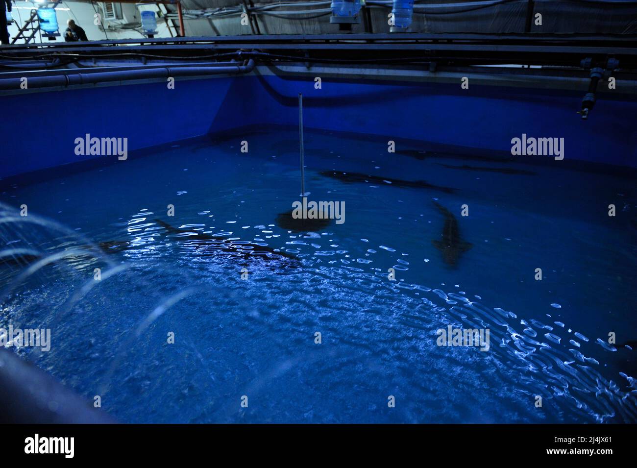 Indoor fish aquaculture system hi-res stock photography and images - Alamy