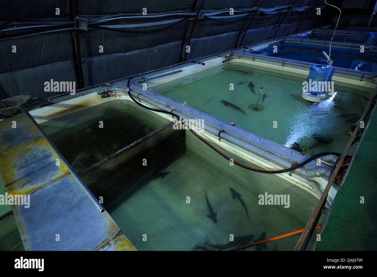 At an indoor fishery: production hall with temperature control system ...