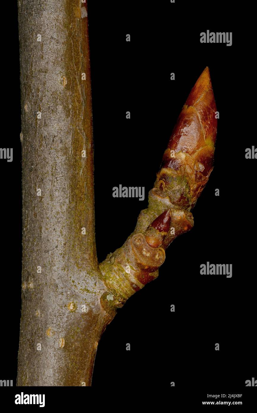 Terminal shoot hi-res stock photography and images - Alamy