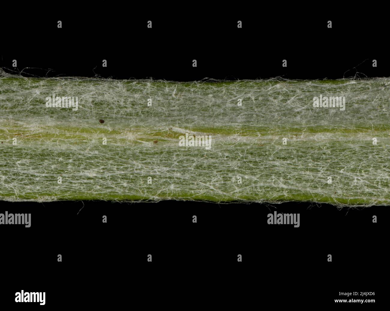 Omalotheca sylvatica hi-res stock photography and images - Alamy