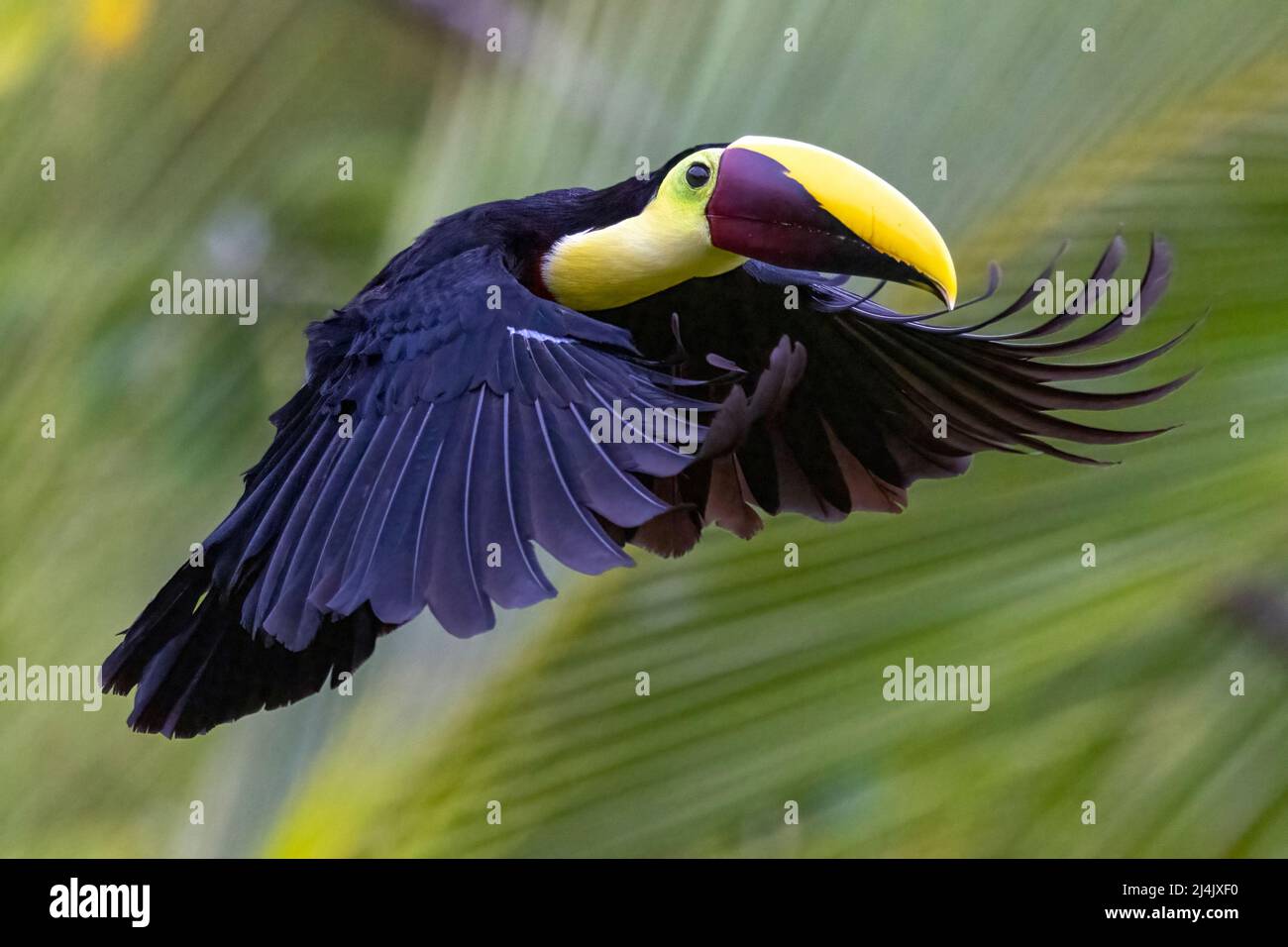 Toucan In Flight