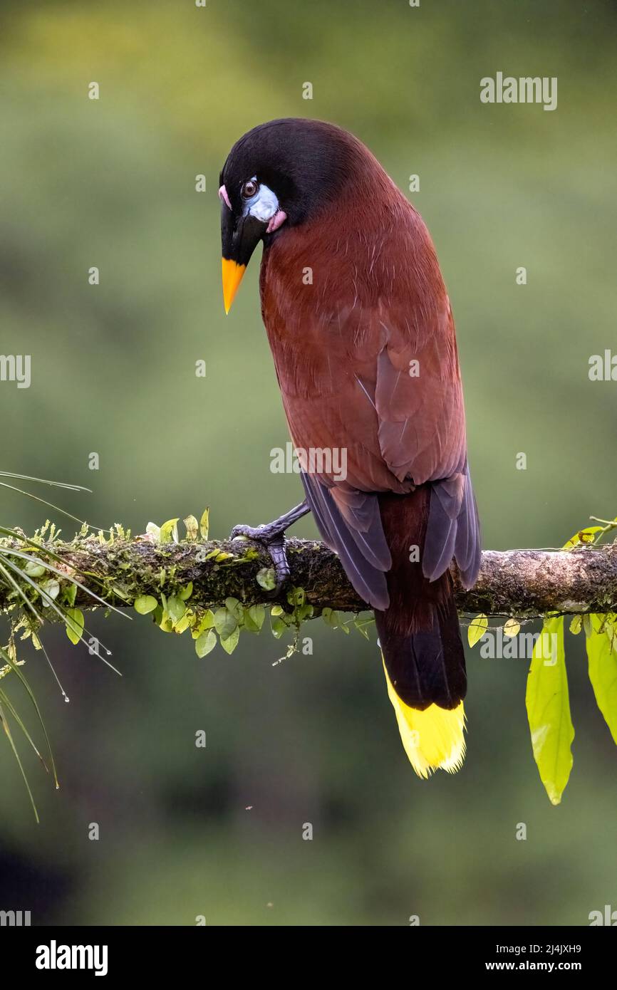 Montezuma Oropendola (Psarocolius montezuma) male - La Laguna del ...