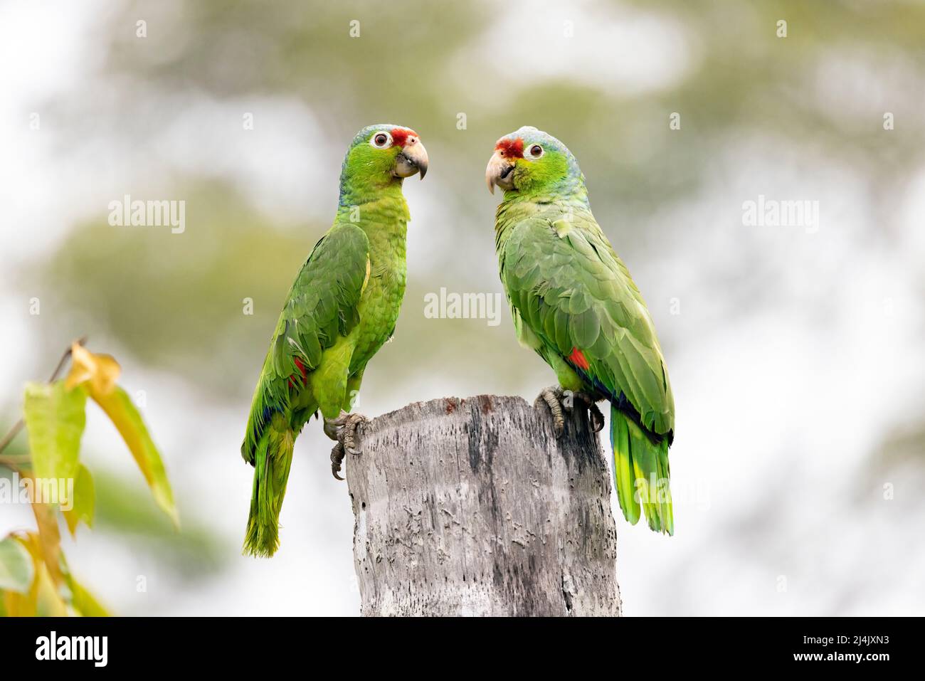 Red-lored amazon or red-lored parrot (Amazona autumnalis) breeding pair - La Laguna del Lagarto ...