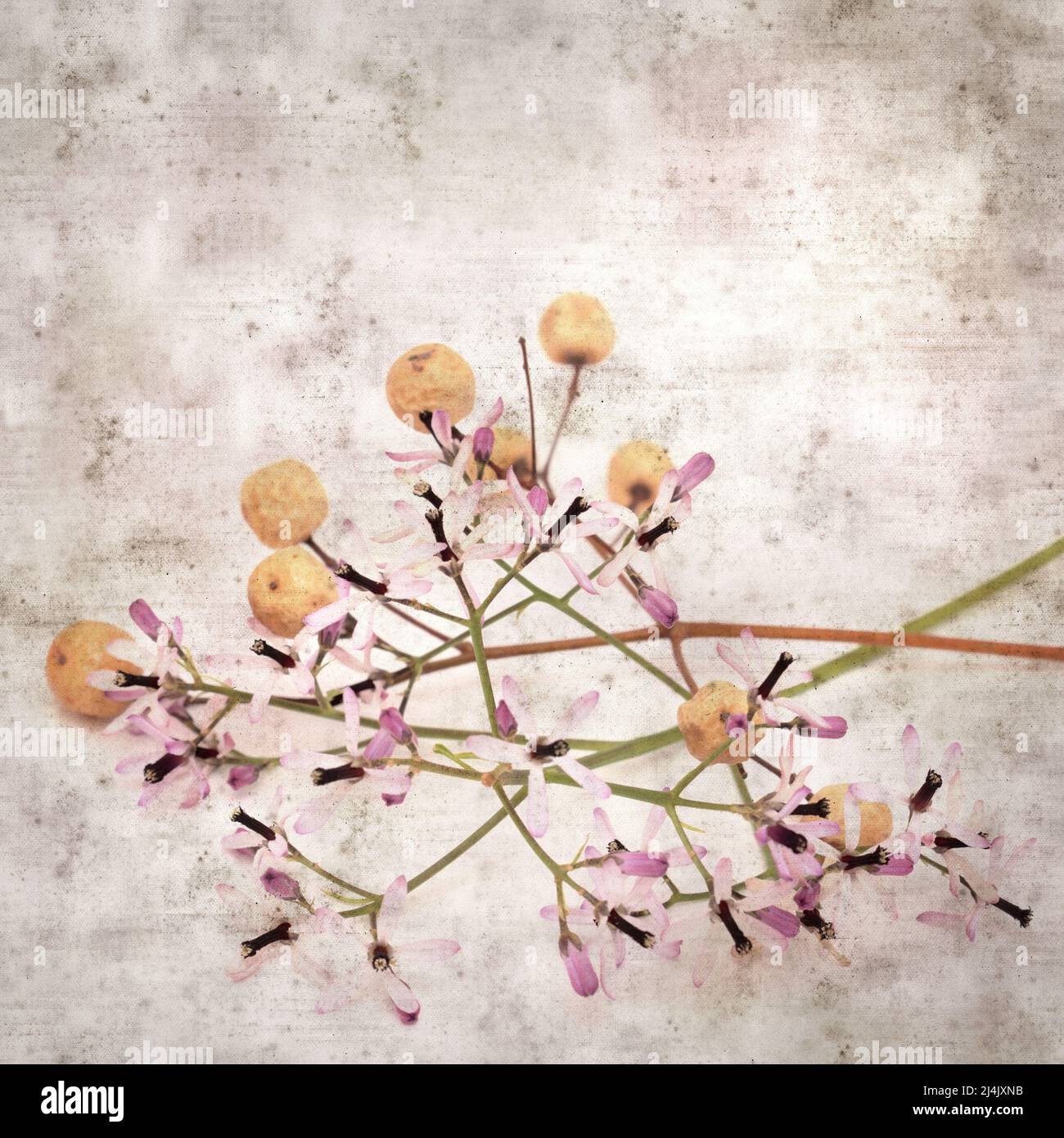 square stylish old textured paper background with pale lilac flowers of ...