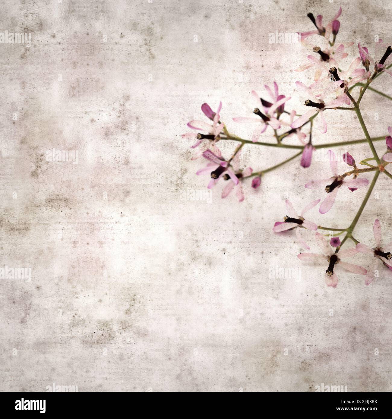 square stylish old textured paper background with pale lilac flowers of ...