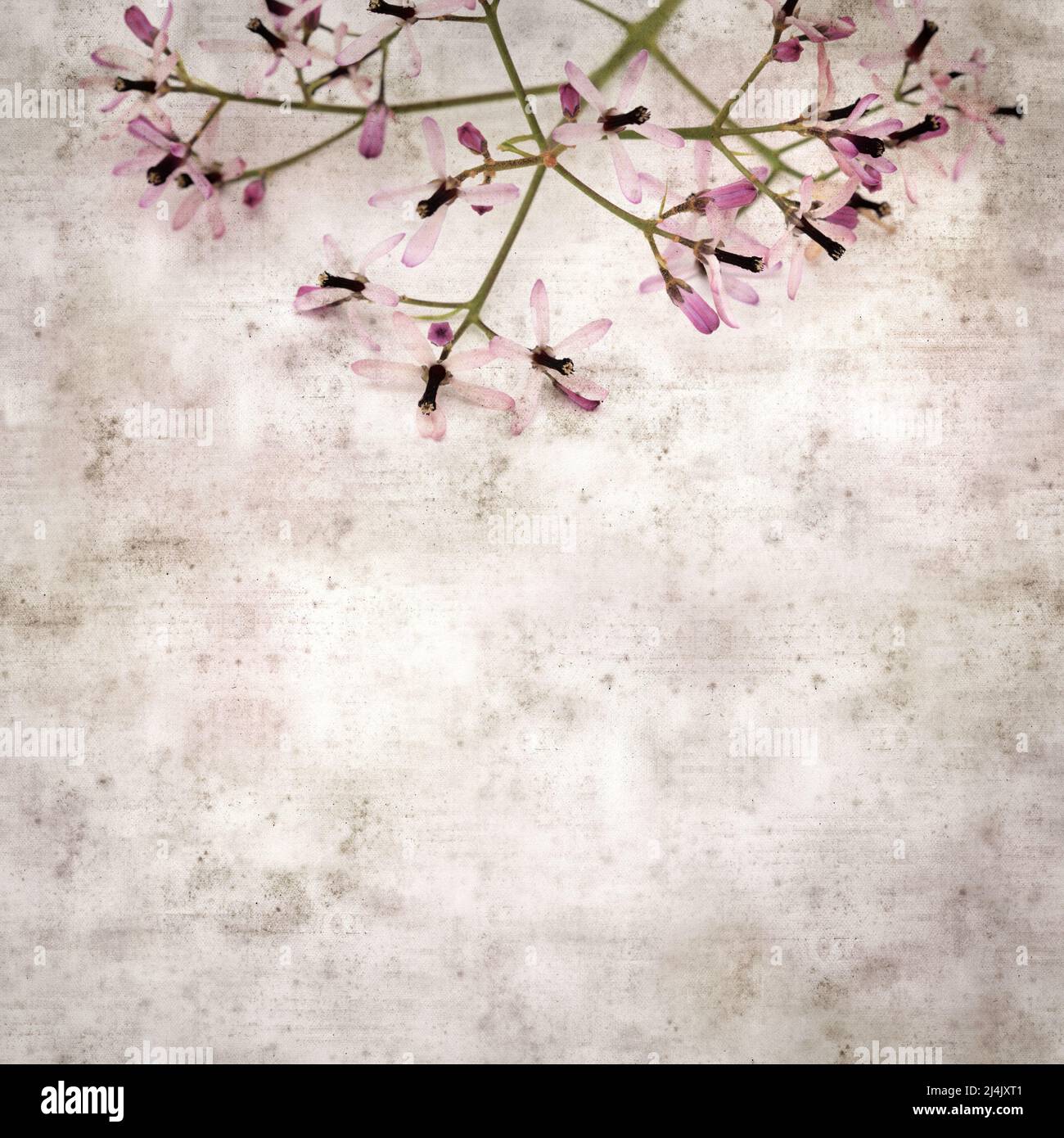 square stylish old textured paper background with pale lilac flowers of ...