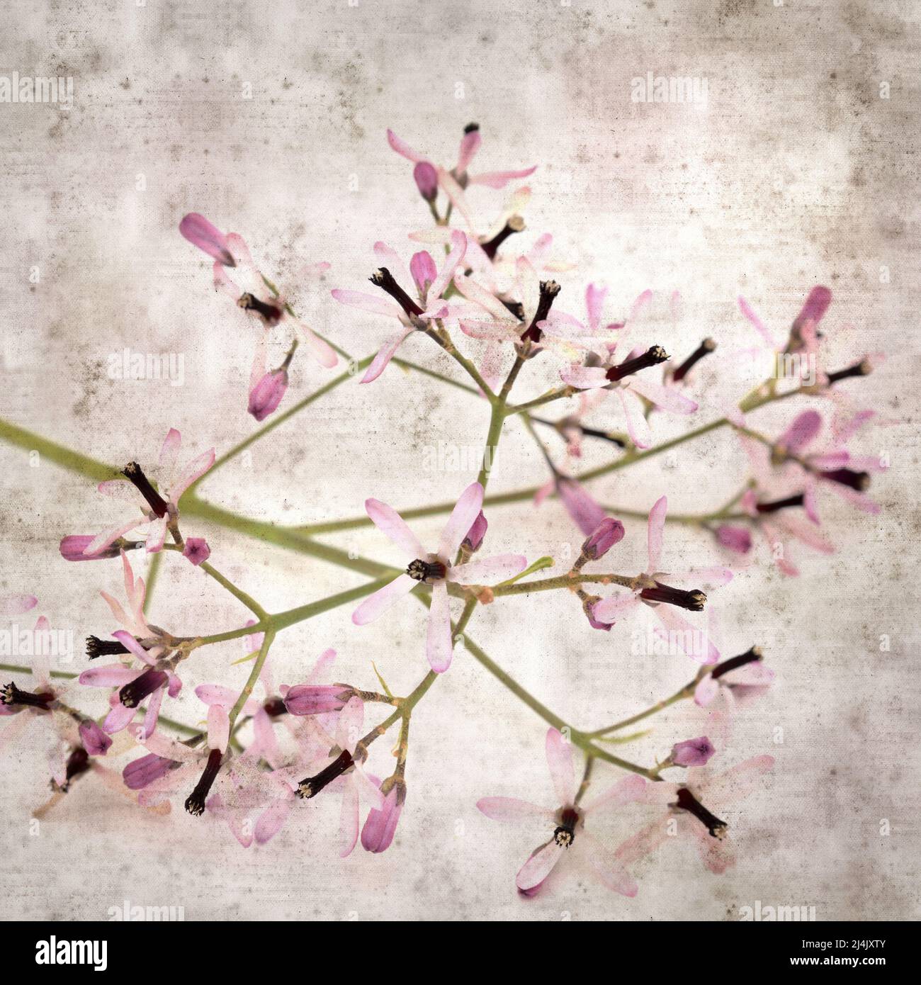 square stylish old textured paper background with pale lilac flowers of ...