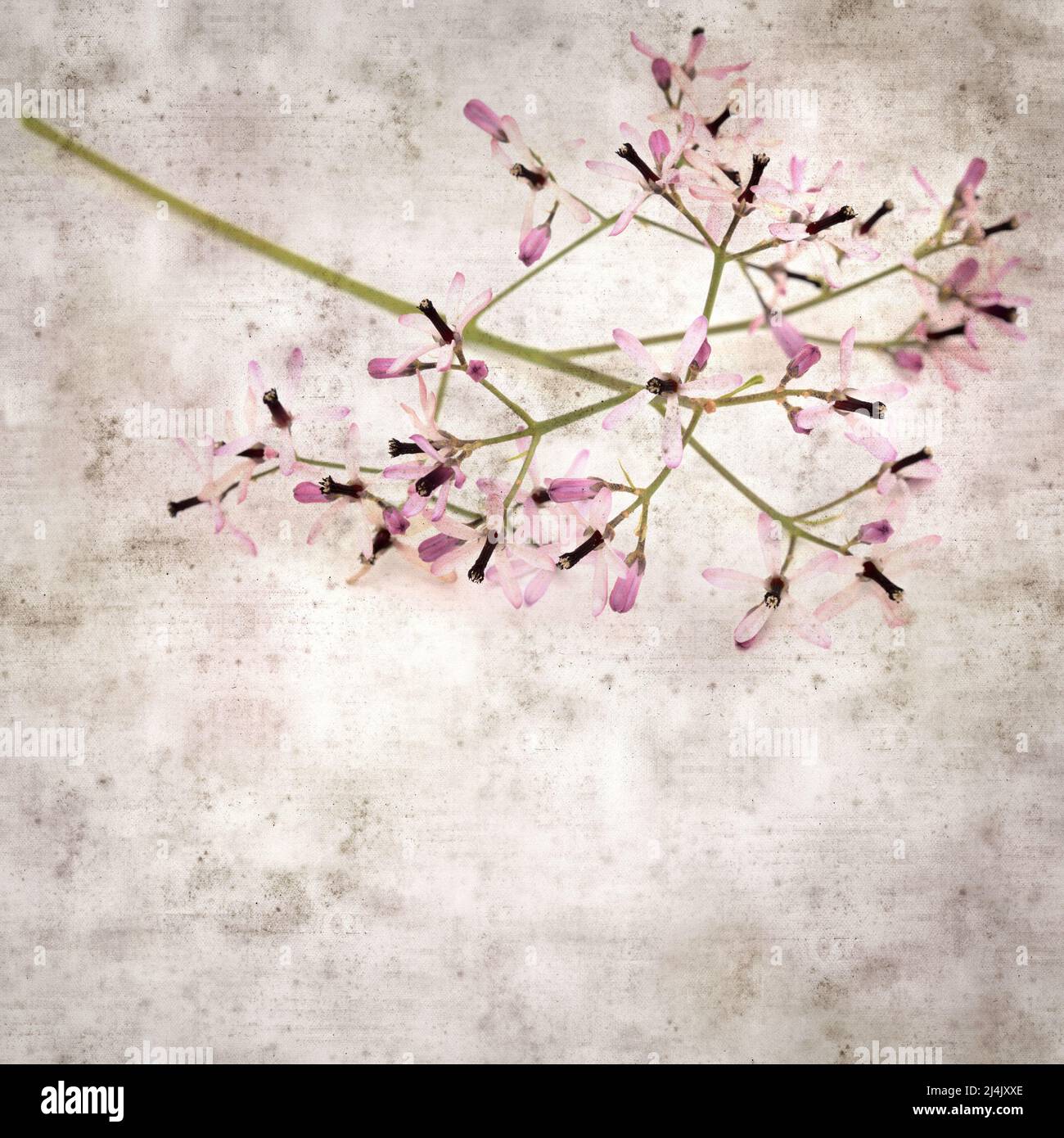 square stylish old textured paper background with pale lilac flowers of ...