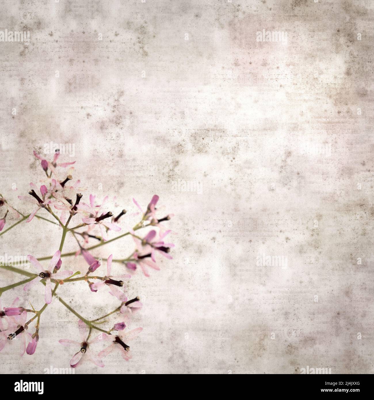 square stylish old textured paper background with pale lilac flowers of ...