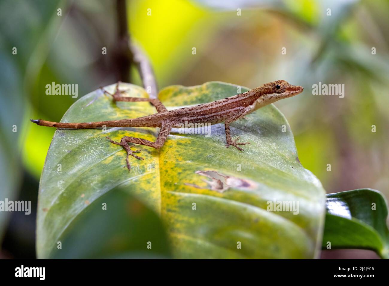 Close-up of Slender Anole (Anolis limifrons) - La Laguna del Lagarto ...