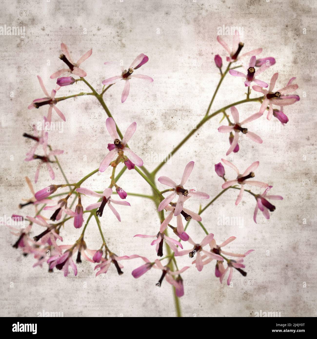 square stylish old textured paper background with pale lilac flowers of ...