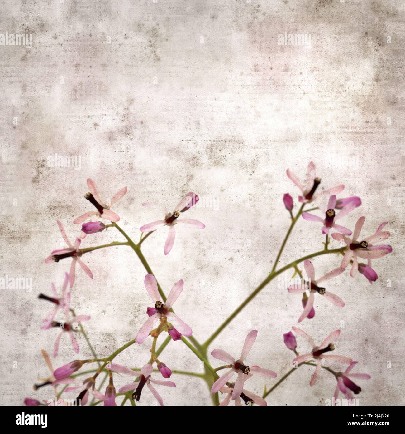 square stylish old textured paper background with pale lilac flowers of ...