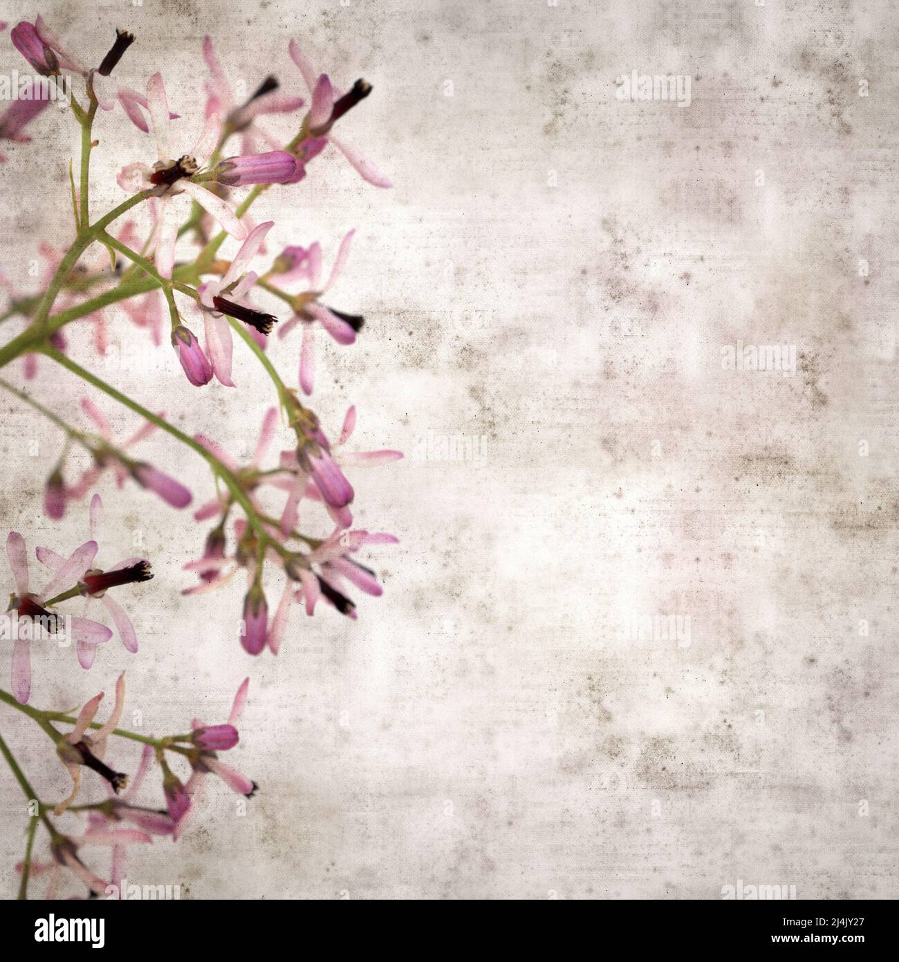 square stylish old textured paper background with pale lilac flowers of ...