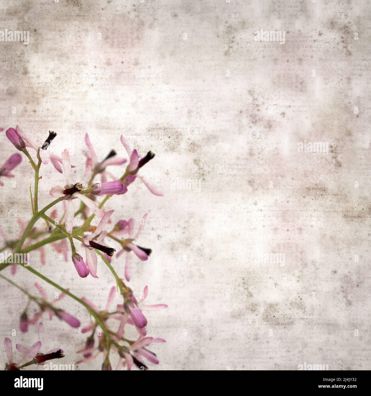 square stylish old textured paper background with pale lilac flowers of ...