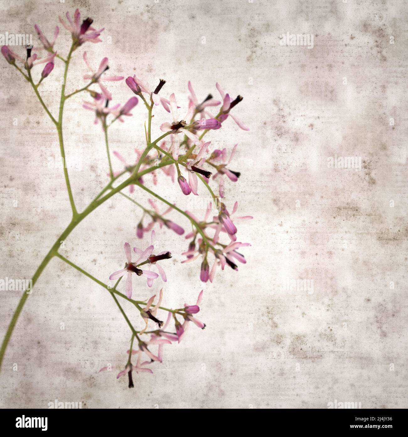 square stylish old textured paper background with pale lilac flowers of ...