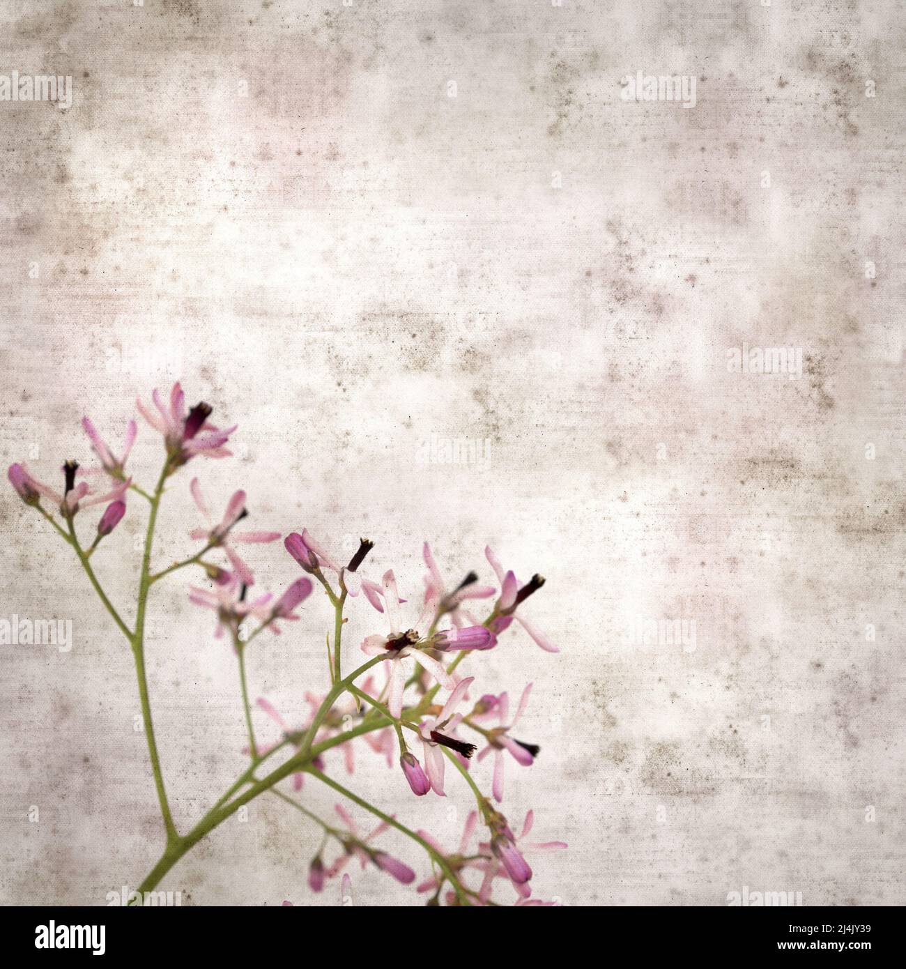 square stylish old textured paper background with pale lilac flowers of ...