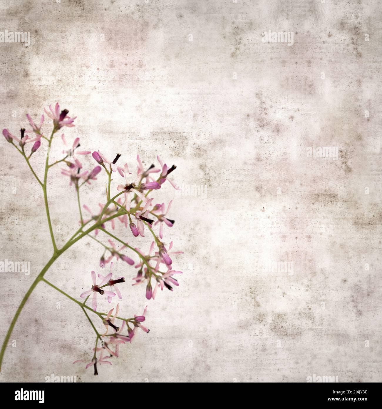 square stylish old textured paper background with pale lilac flowers of ...