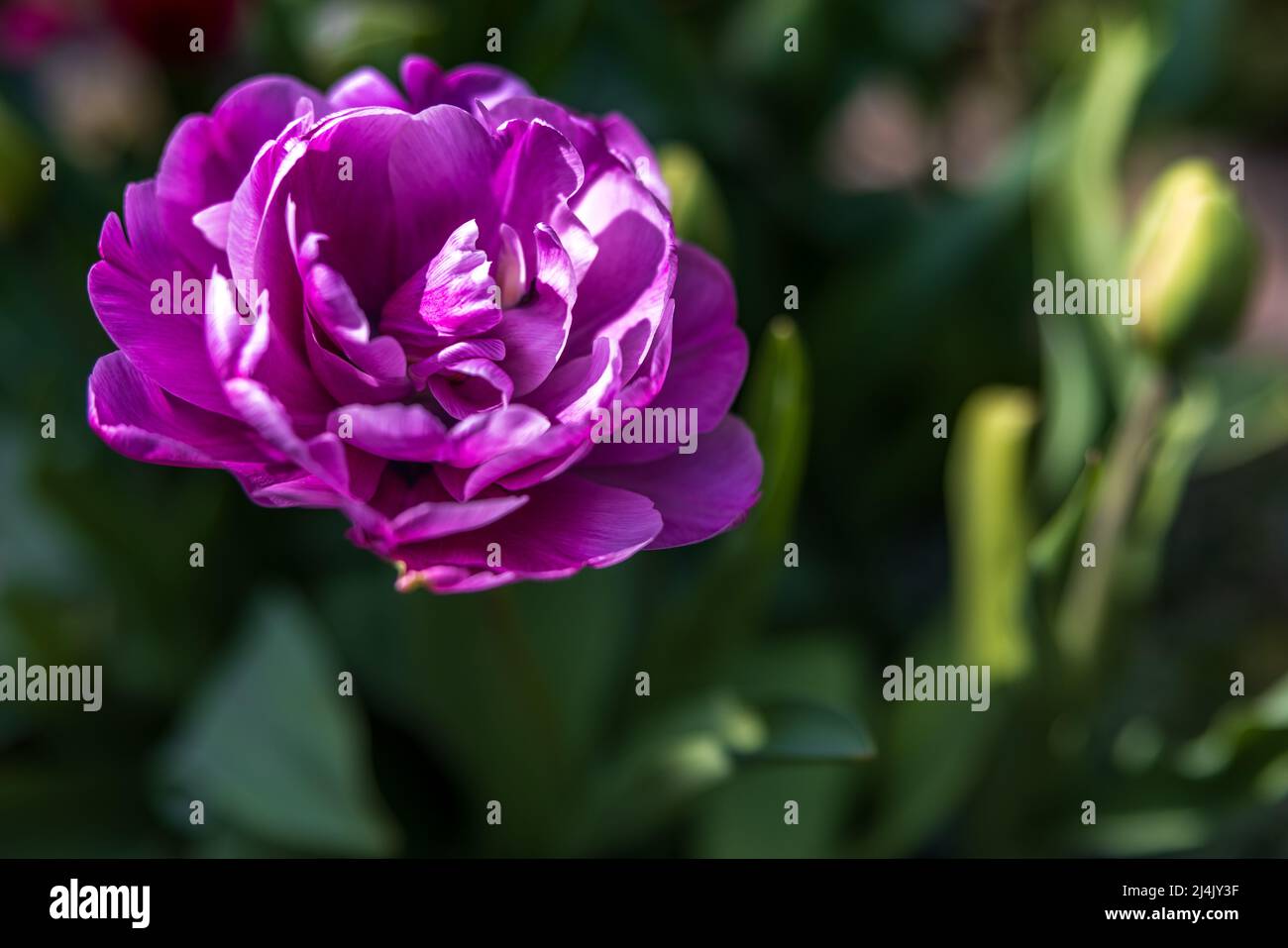 Diamond shape in nature hi-res stock photography and images - Alamy