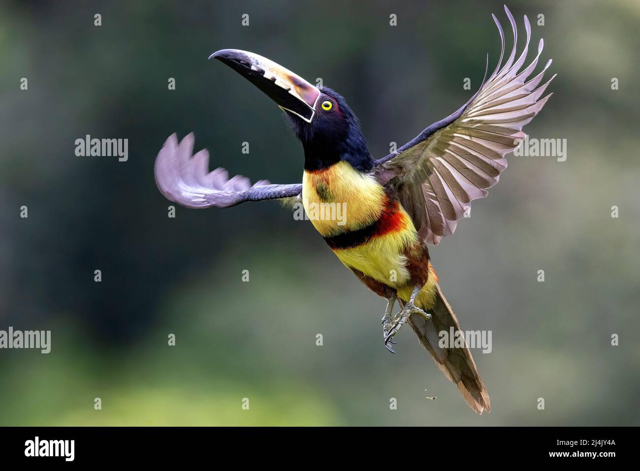 Collared Aracari
