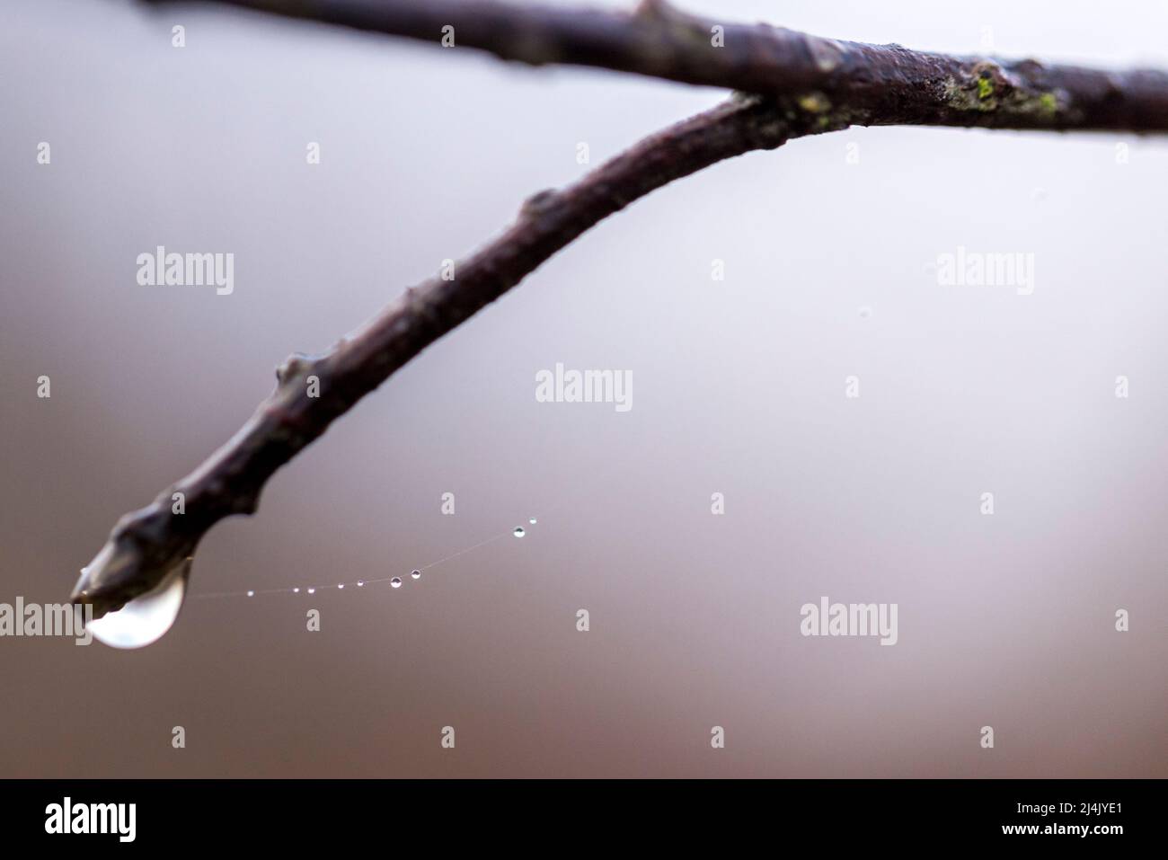 String of droplets on a cobweb hanging from a small branch Stock Photo ...
