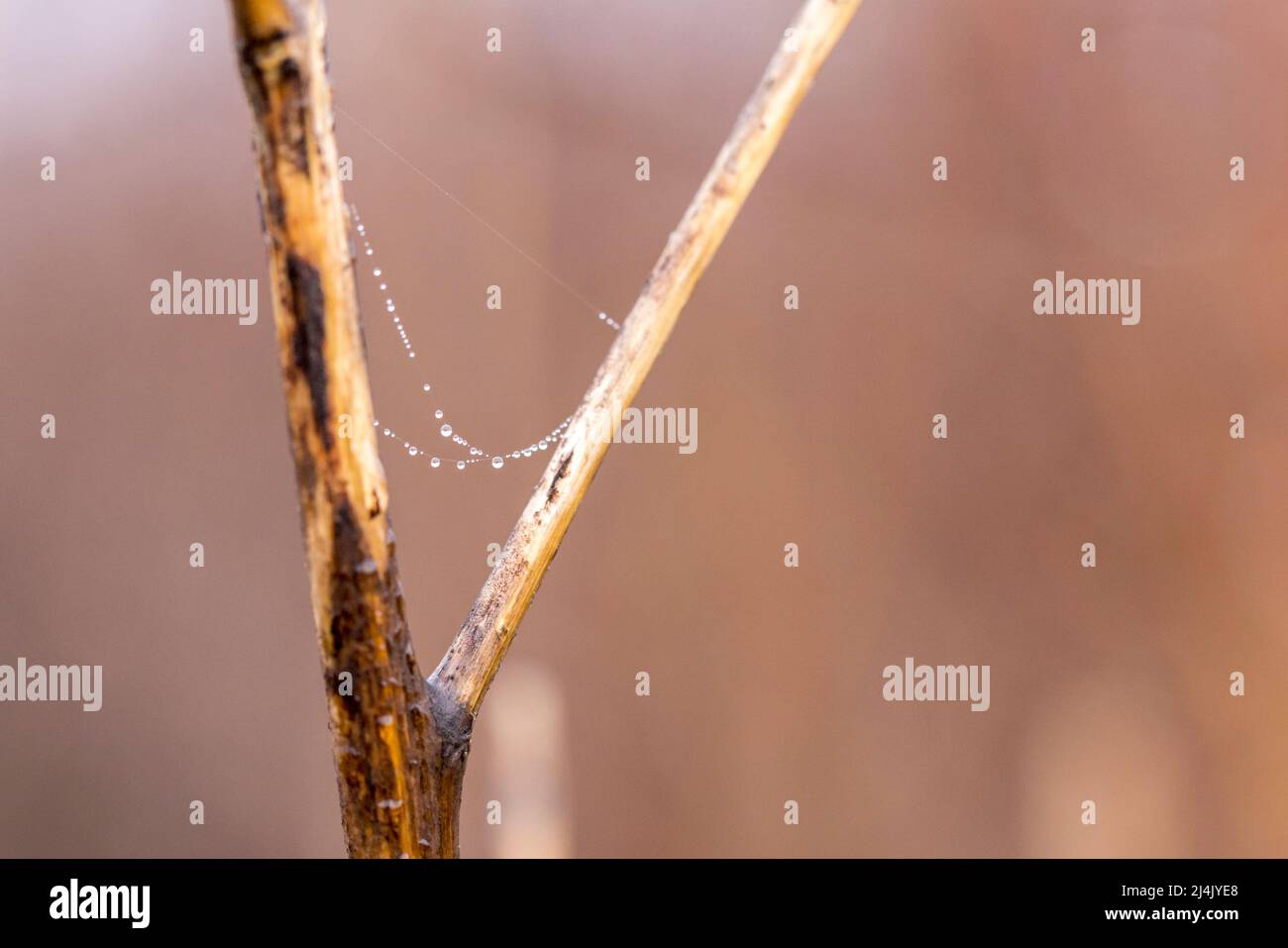 String of tiny droplets on a cobweb hanging from a V in a small branch ...