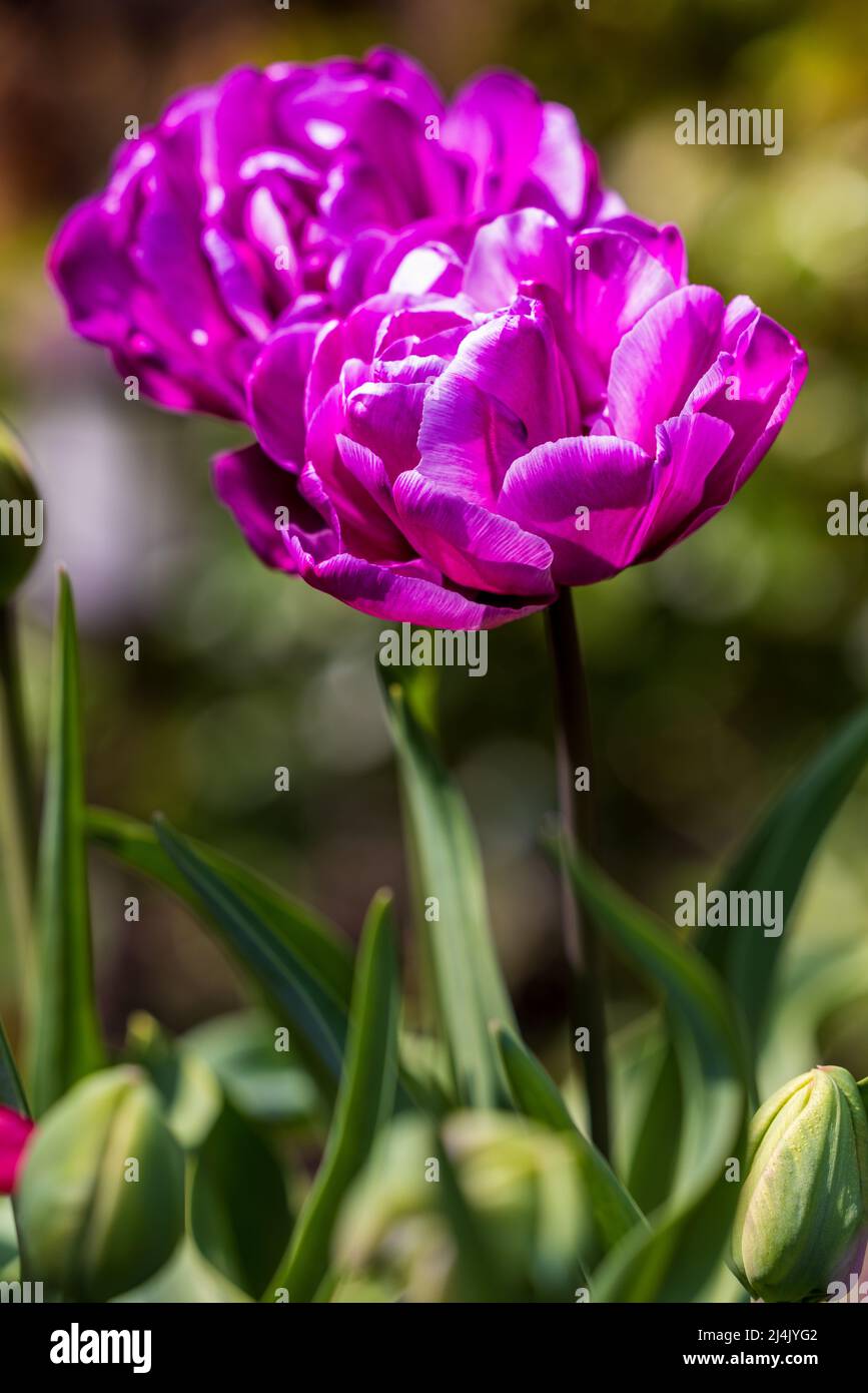 Tulip 'Blue Diamond' Tulipa Stock Photo - Alamy