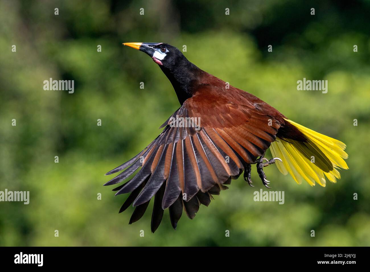 Montezuma oropendola hi-res stock photography and images - Alamy