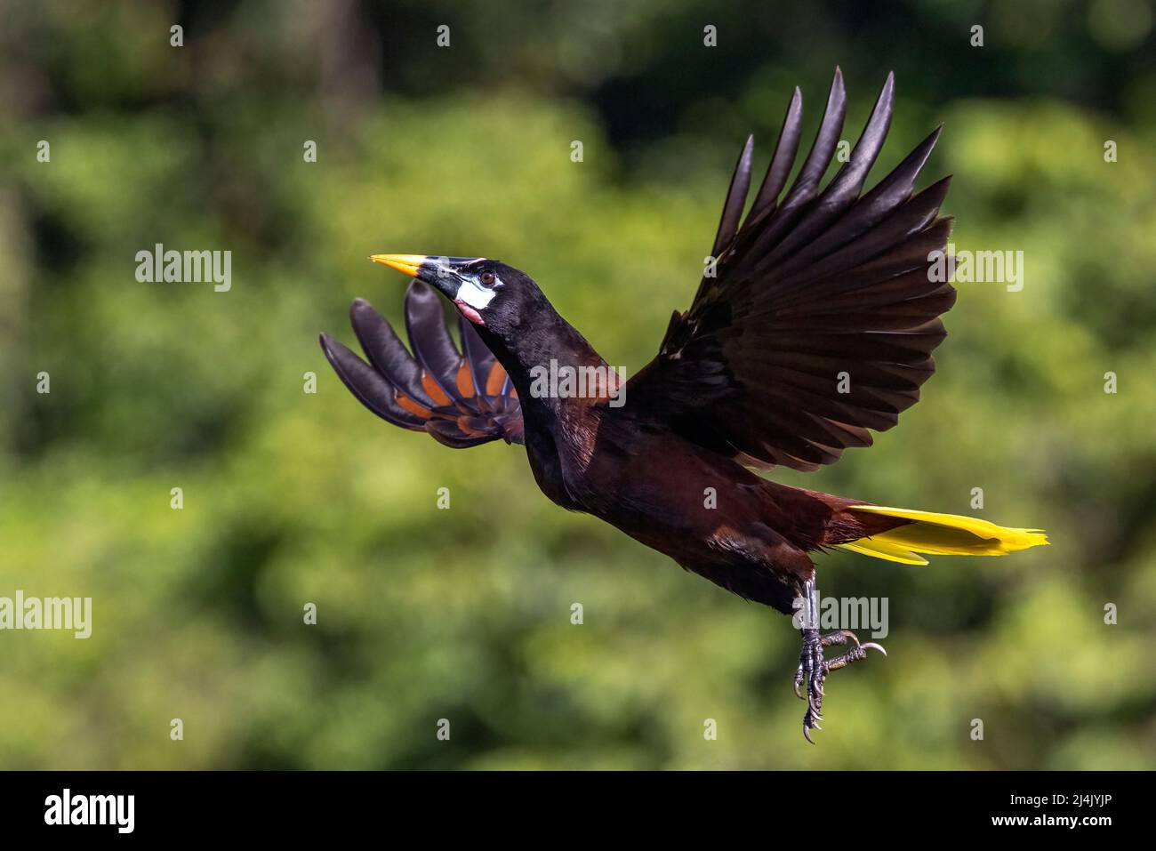Montezuma Oropendola (Psarocolius montezuma) in flight - La Laguna del ...