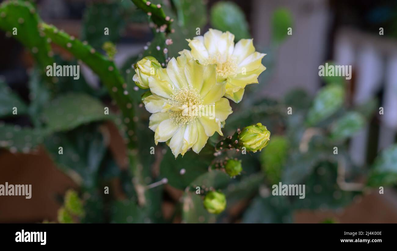 Beautiful cactus flowers with black background. Close up of cactus ...
