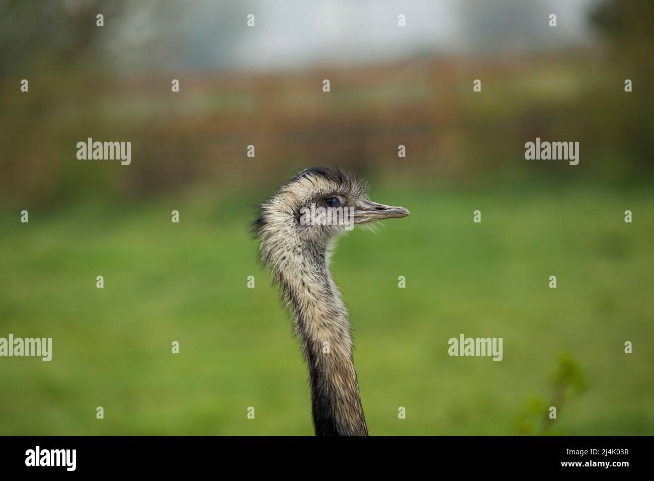 Rhea farming hi-res stock photography and images - Alamy