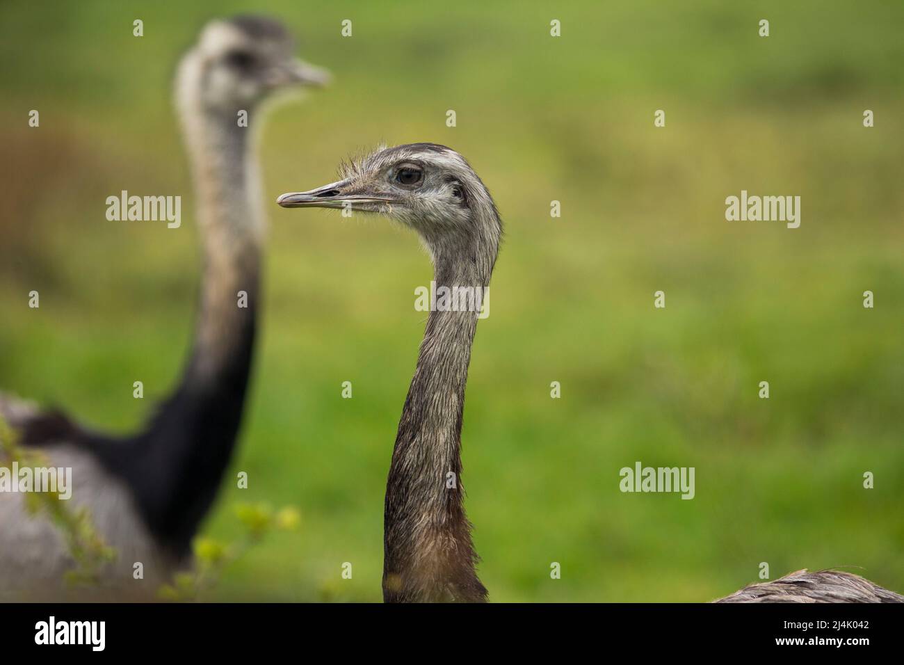 Northowram, West Yorkshire, UK. 16th April, 2022. Not the traditional ...