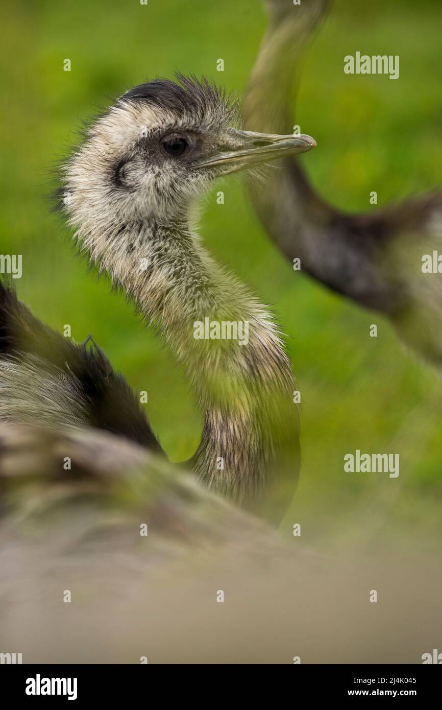 Northowram, West Yorkshire, UK. 16th April, 2022. Not the traditional ...