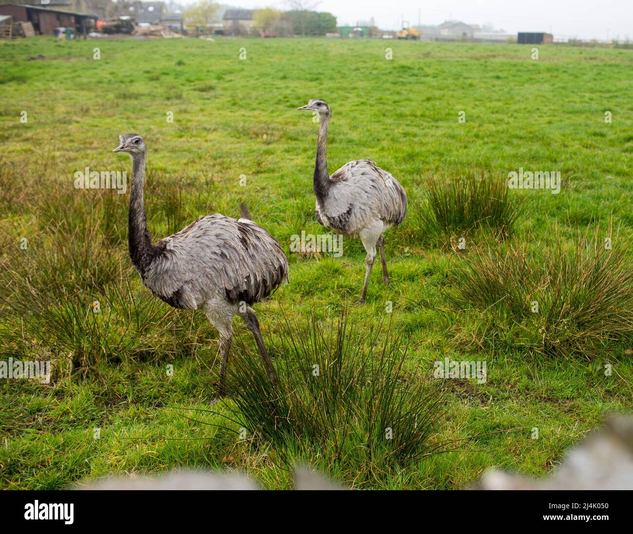 Northowram, West Yorkshire, UK. 16th April, 2022. Not the traditional ...