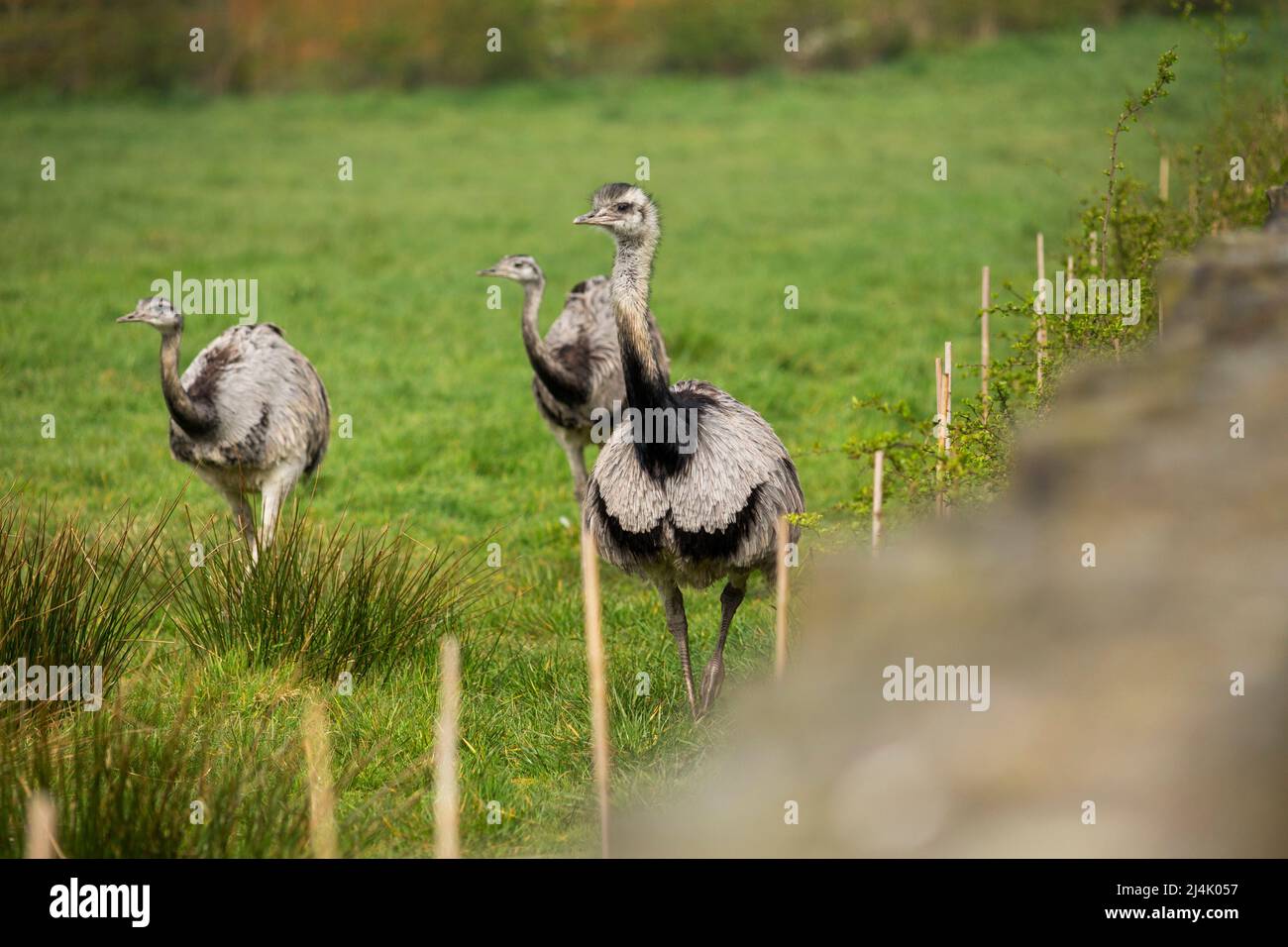 Rhea farming hi-res stock photography and images - Alamy