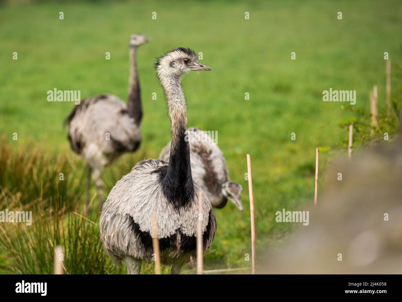Northowram, West Yorkshire, UK. 16th April, 2022. Not the traditional ...