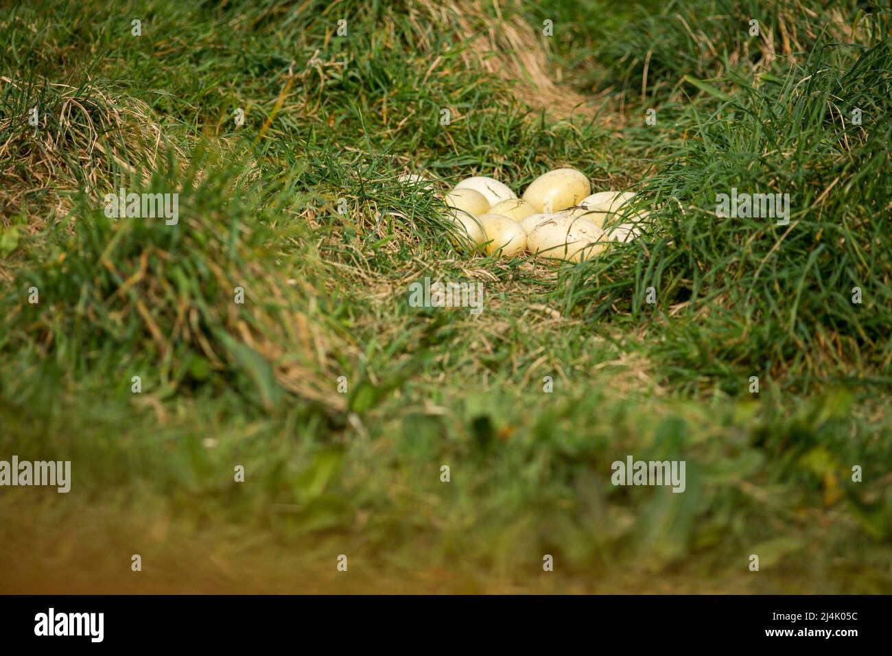 Rhea farming hi-res stock photography and images - Alamy