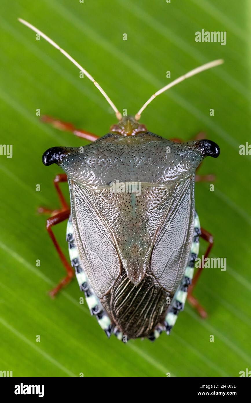 Stink bug or shield bug (Edessa sp.) - La Laguna del Lagarto Eco-Lodge ...